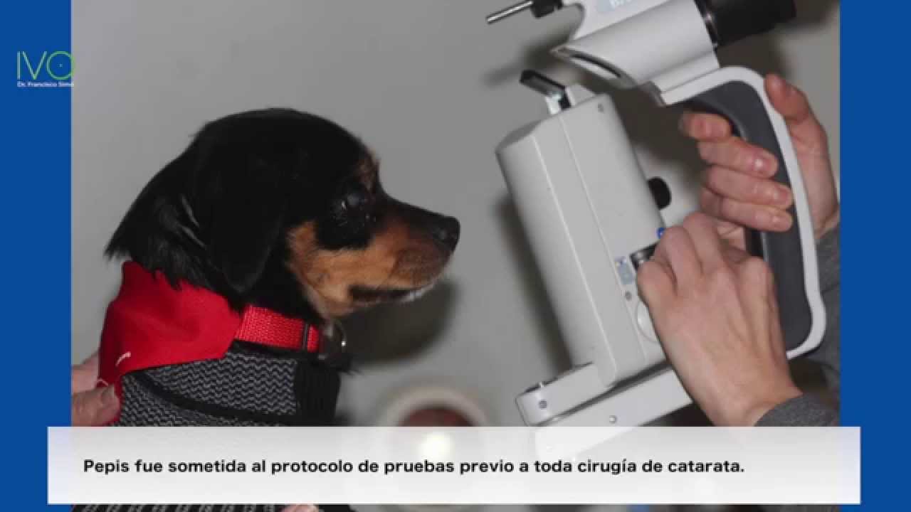 Catarata bilateral perro: pruebas diagnósticas y cirugía - YouTube