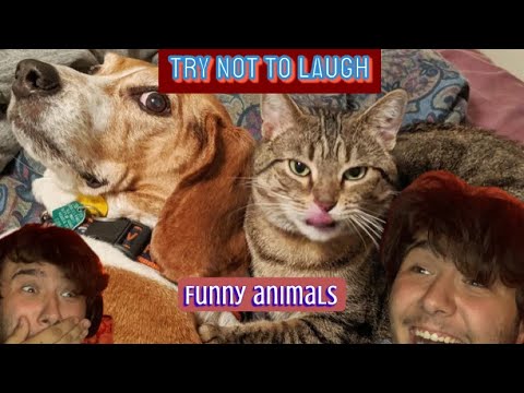 TRY NOT TO LAUGH/ funny animals - YouTube