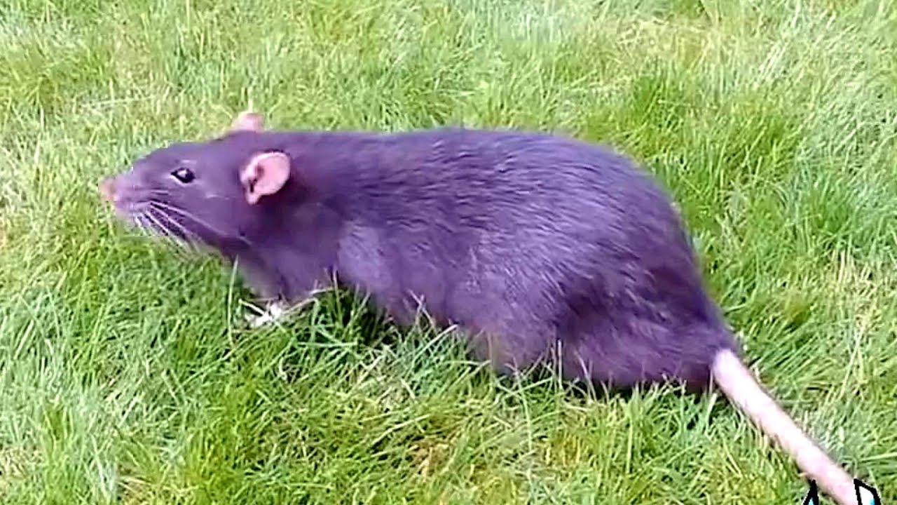 Drututt Reacts To RAT IRL - YouTube