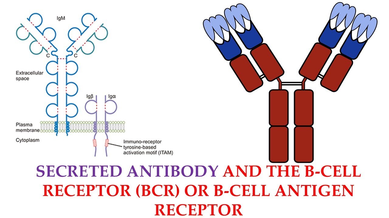 L55. The Differences Between B-cell Receptor (BCR) and Secreted ...