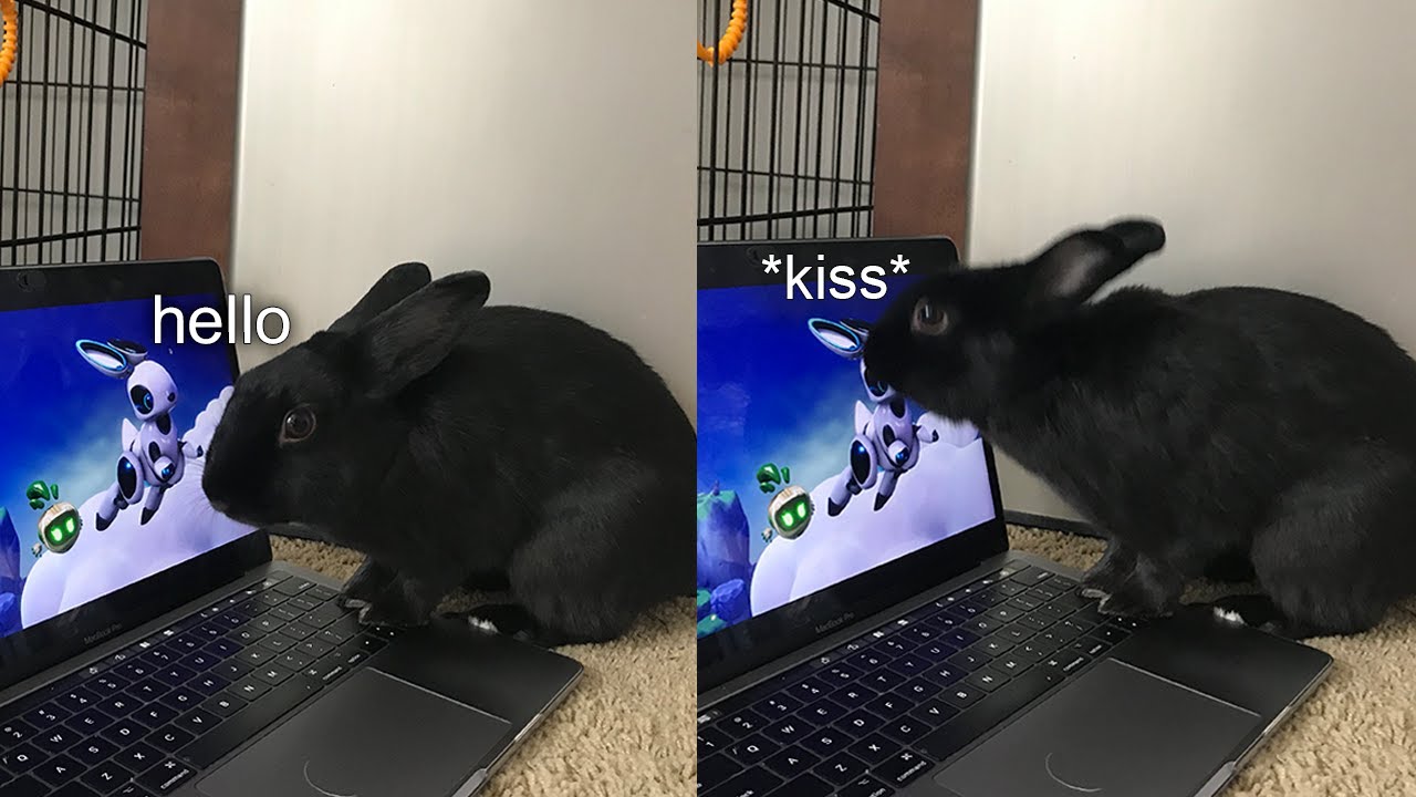 Real Bunny reacts to Robot Bunny - YouTube