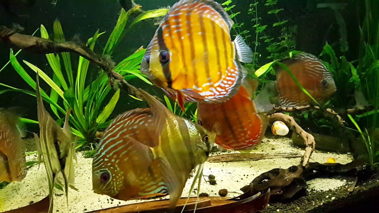 Wild discus Alenquer Semi Royal Wild Altum Atabapo - YouTube