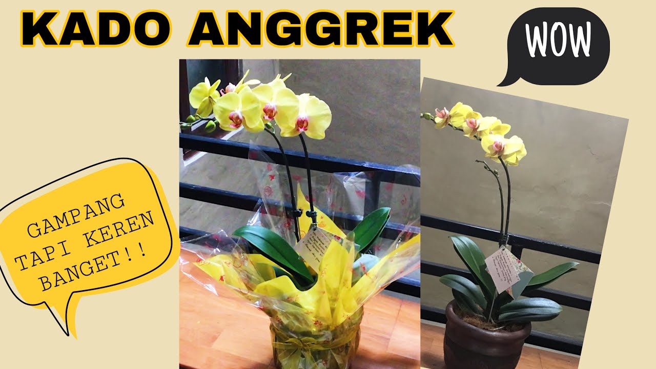 Tutorial Buket Tanaman Bunga | Anggrek Bulan - YouTube