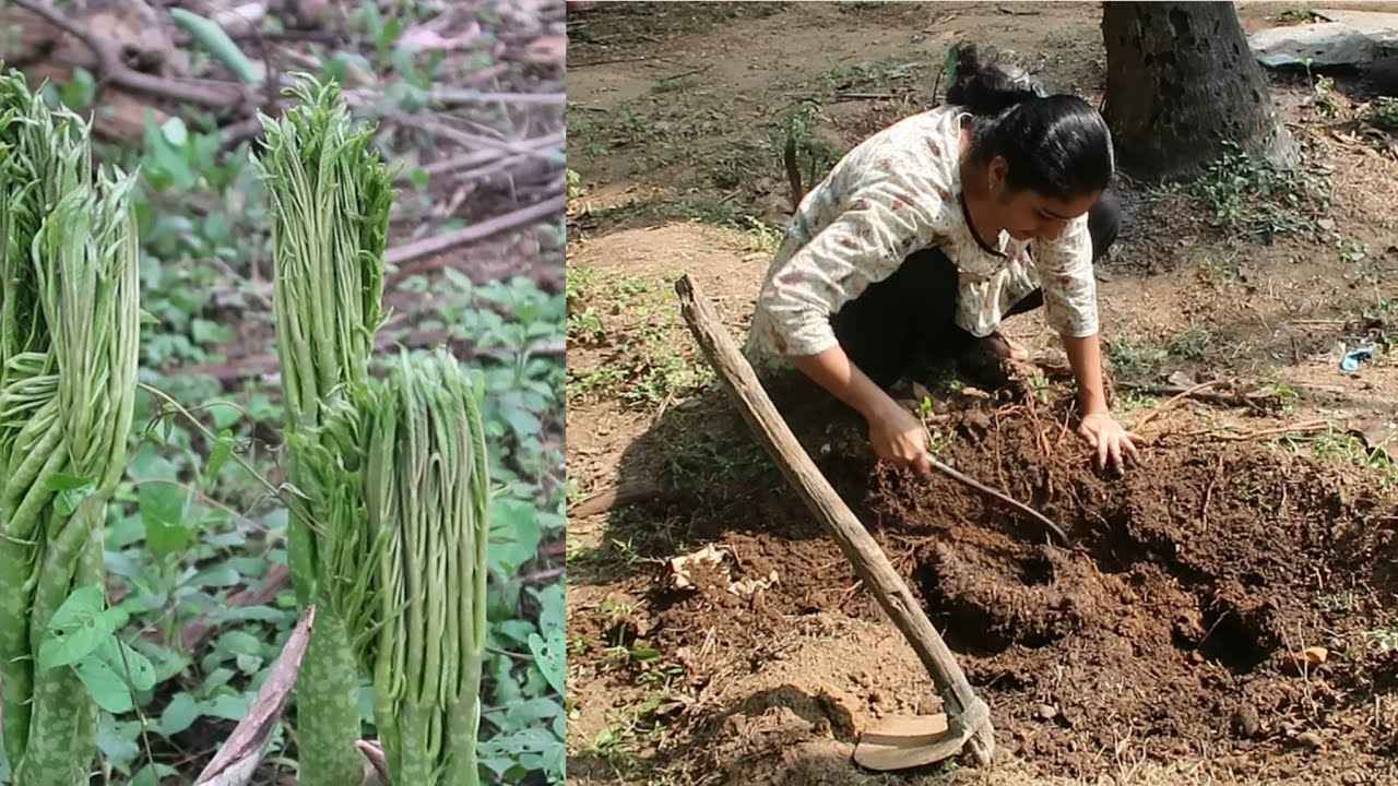 How elephant foot yam plant grows over the months and harvesting the ...