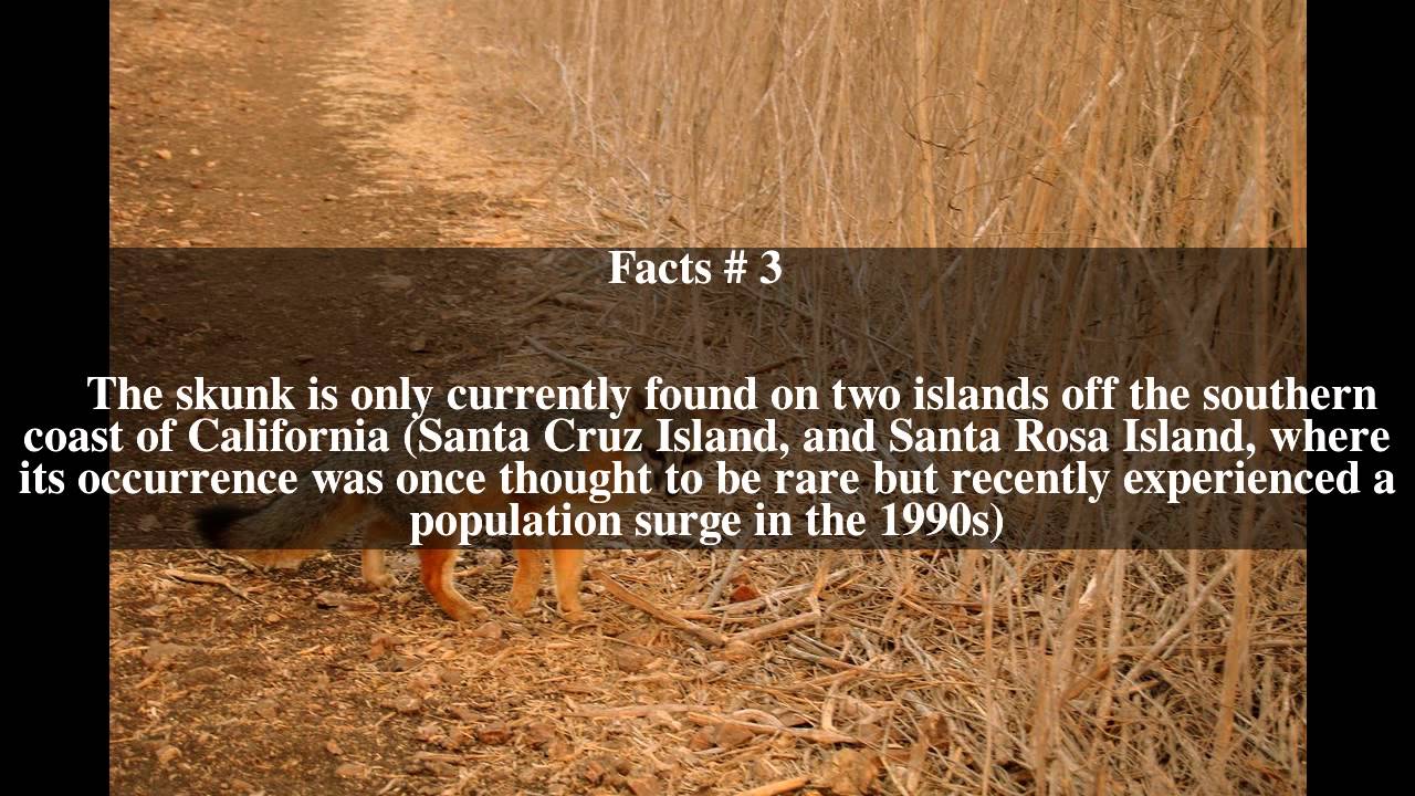 Channel Islands spotted skunk Top # 5 Facts - YouTube