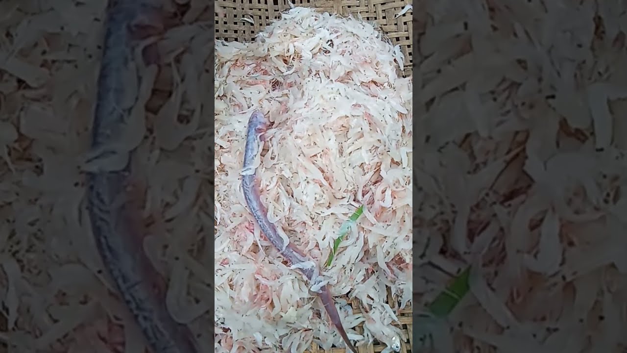 Kucho Chingri Fish || Choto Chingri || Short vedio - YouTube