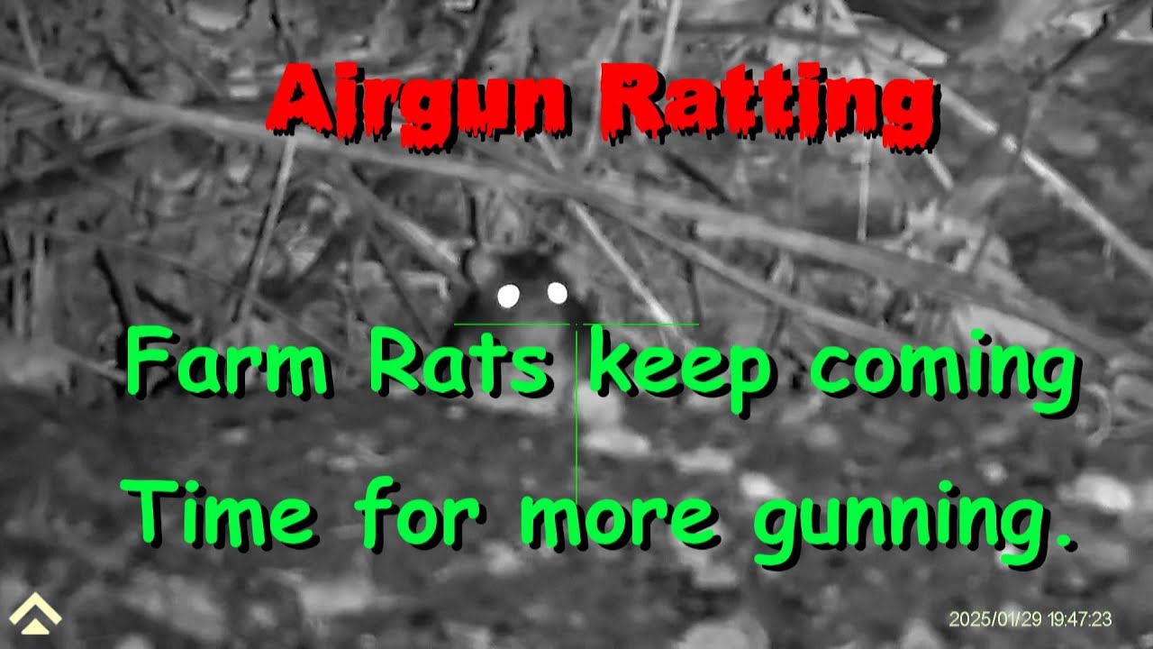 Airgun Ratting..Farm Rats Keep Coming Time for More Gunning. - YouTube