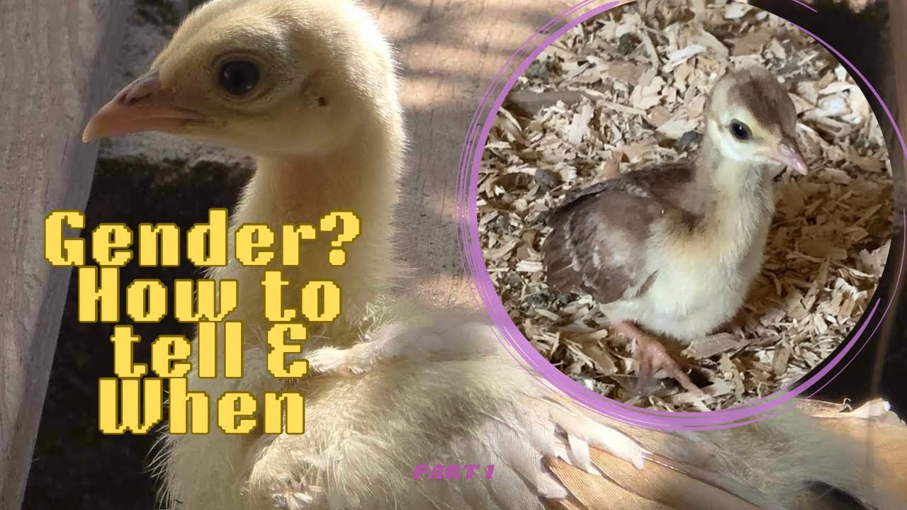 Guide to Male or Female Gender of your Peafowl of any Age. - YouTube