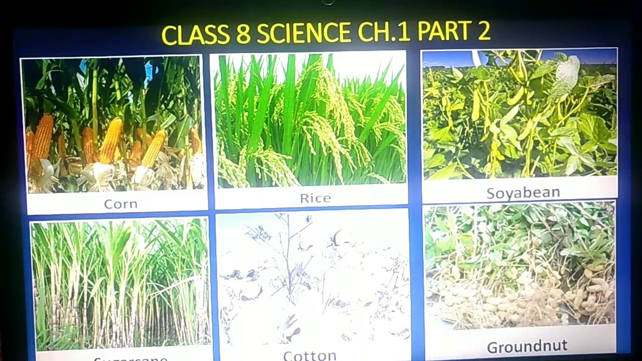 CLASS 8 SCIENCE CH. 1 PART 1 - YouTube