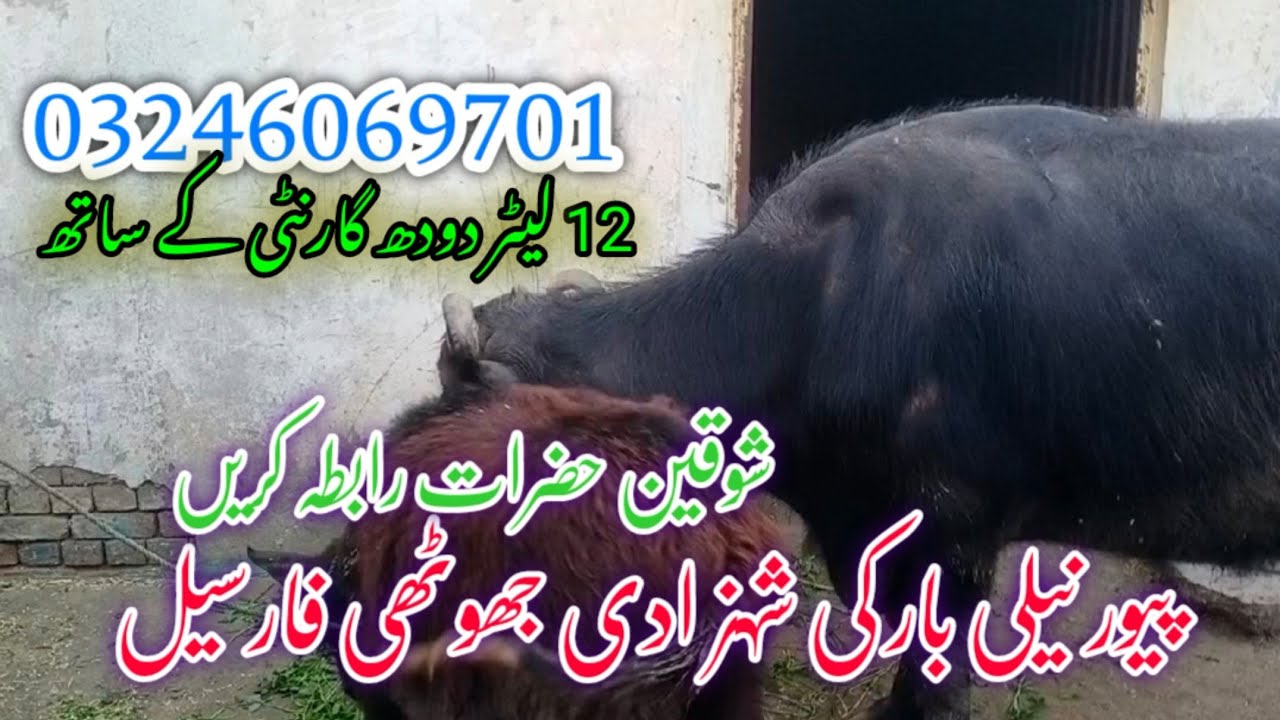 pure Neeli bar ki shaadi Jyoti for sale WhatsApp number aur Rbata ...