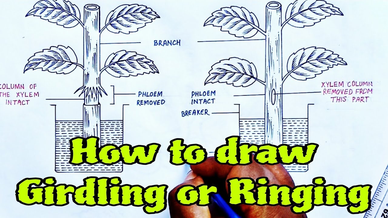 How to draw Girdling or Ringing#biology_drawing#artist_uncle - YouTube