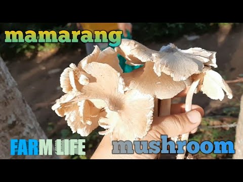 MAMARANG ISANG URI NG MUSHROOM MGA TUMUTUBO DITO SA FARM GANITO PALA ...