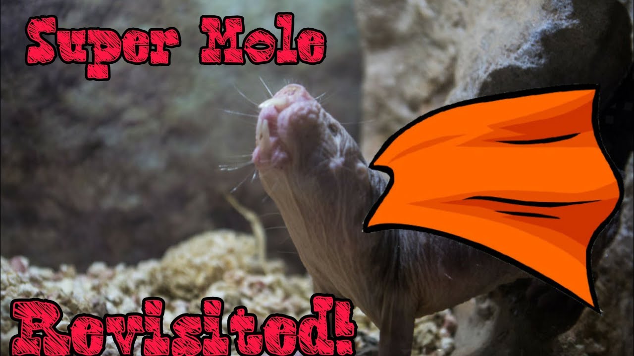 Mystery Box Un-boxing #75 - Another great box from Super Mole - YouTube