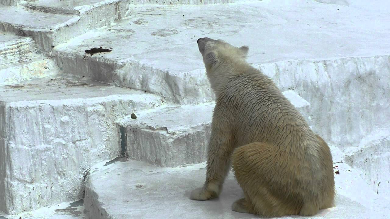 Shilka(Шилка) the polar bear takes notice of Momo, at Tennoji Zoo ...