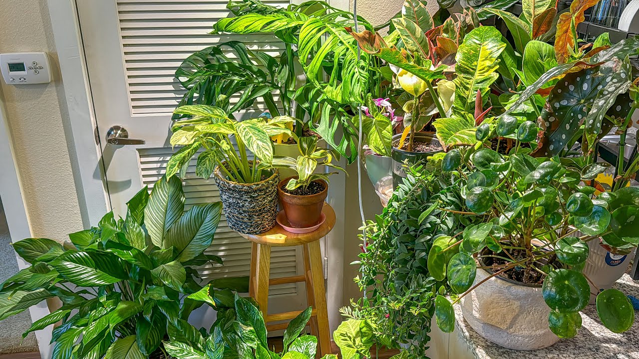 Chill Plant Chores | Cleaning the plant section by the sink 🪴 - YouTube