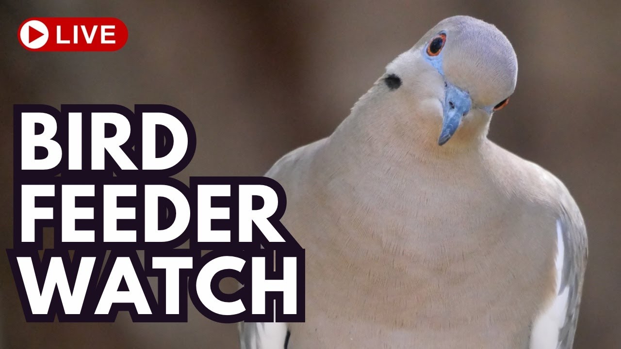 Southern USA Birding | White Winged Doves, Mocking Birds, Squirrels and ...