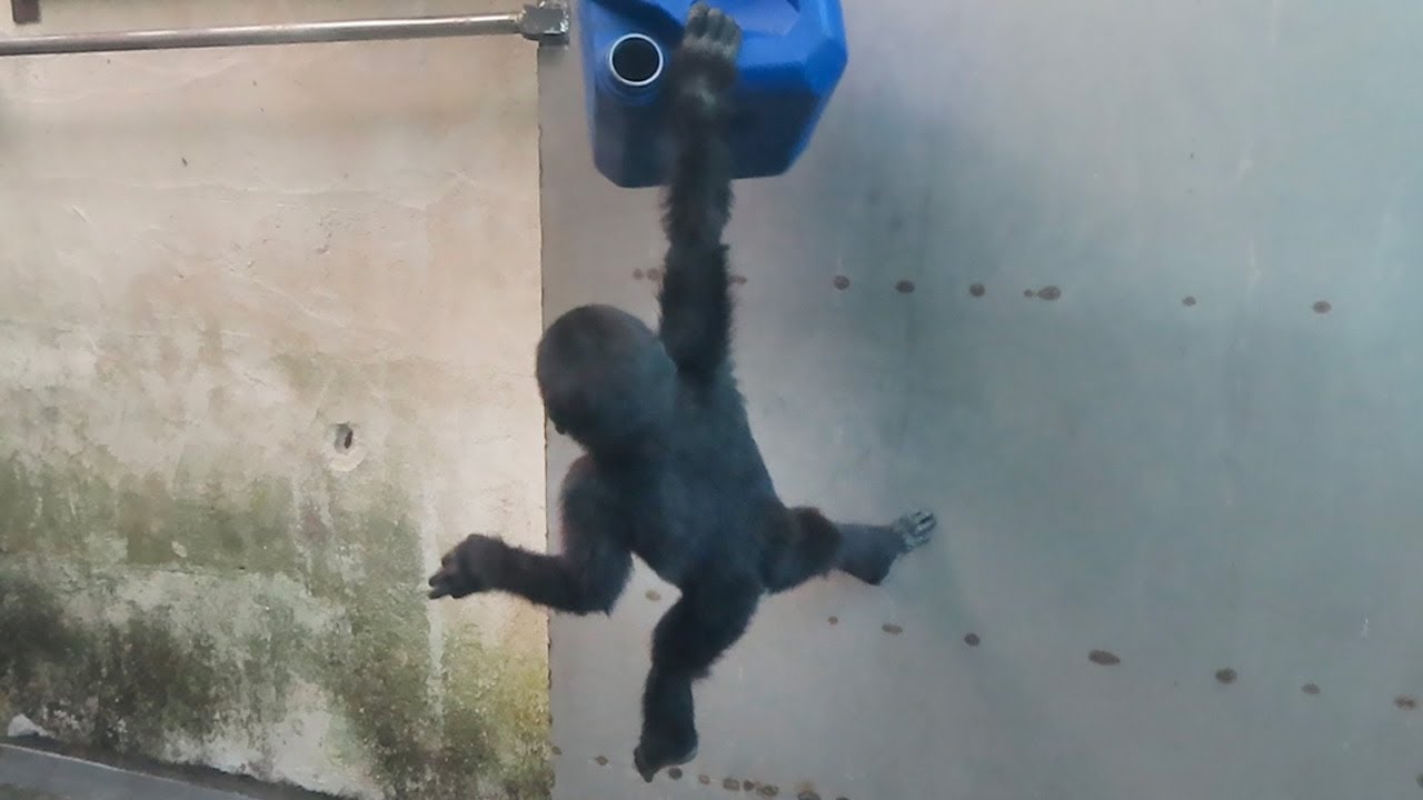 金剛寶寶Ringo臂力很強大🦍👶 Baby gorilla Ringo's arms are very strong - YouTube