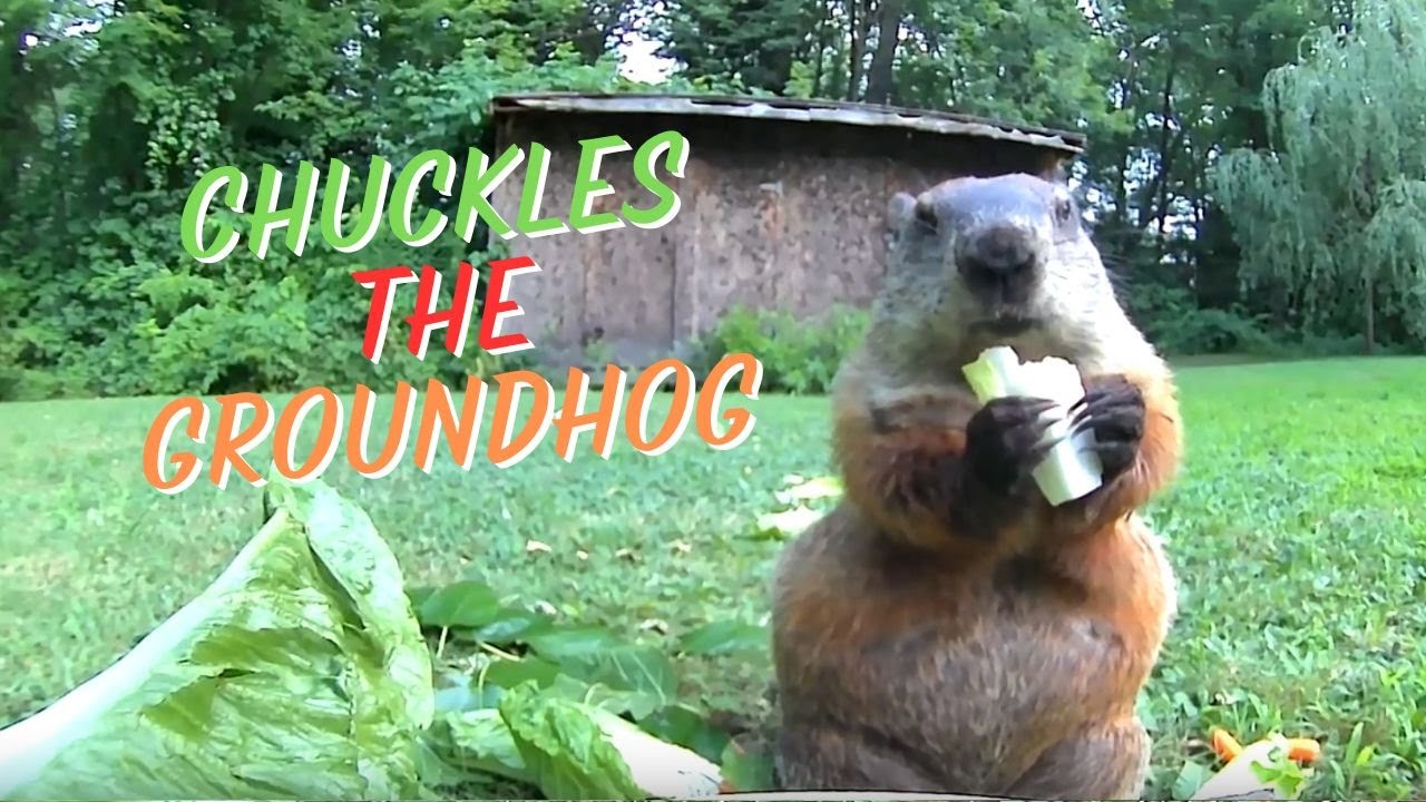 Chuckles the Groundhog: Enjoying Her Feast - YouTube