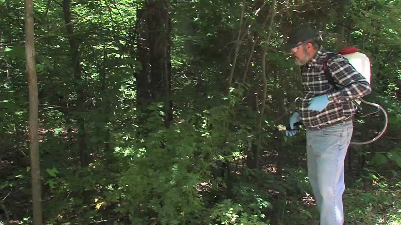 FOLIAR TREATMENT - YouTube