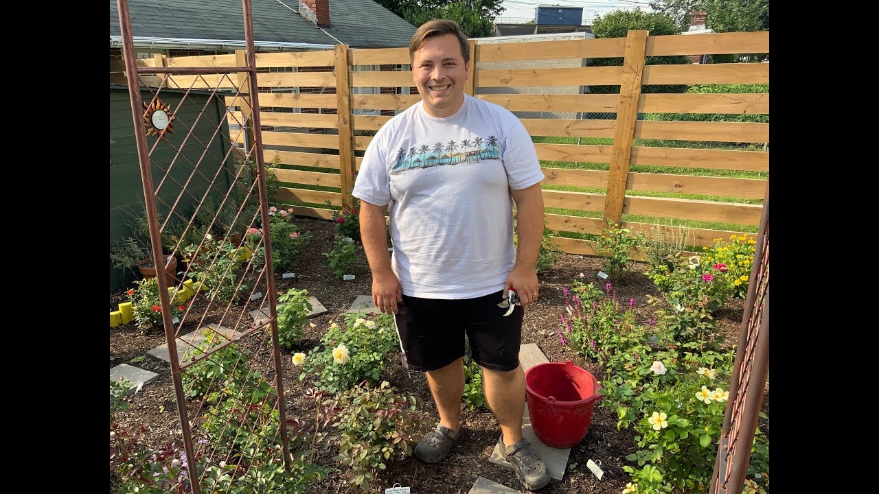 Lehigh Valley Rose Society: Cane Borers in Your Roses - YouTube