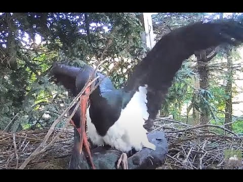 Makov, CZ Black stork moments in the nest. 2024.04.27. - YouTube
