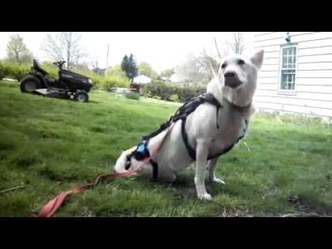 Expressing the Bladder of a DM dog - YouTube