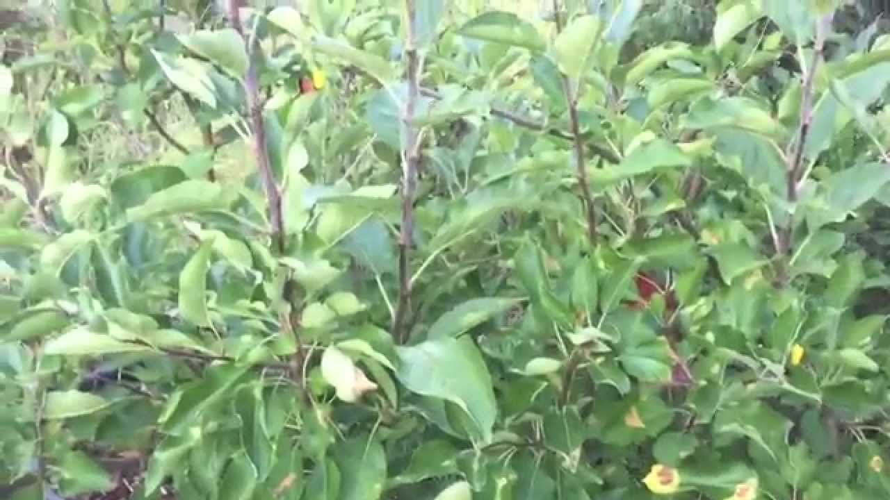 Ripe Gala apple and Multi-graft apple trees - YouTube