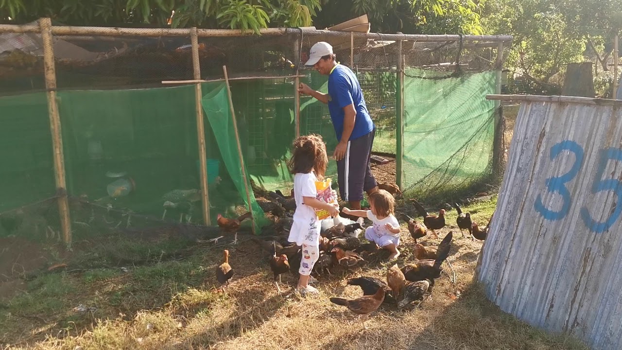 Feeding time baby stag - YouTube