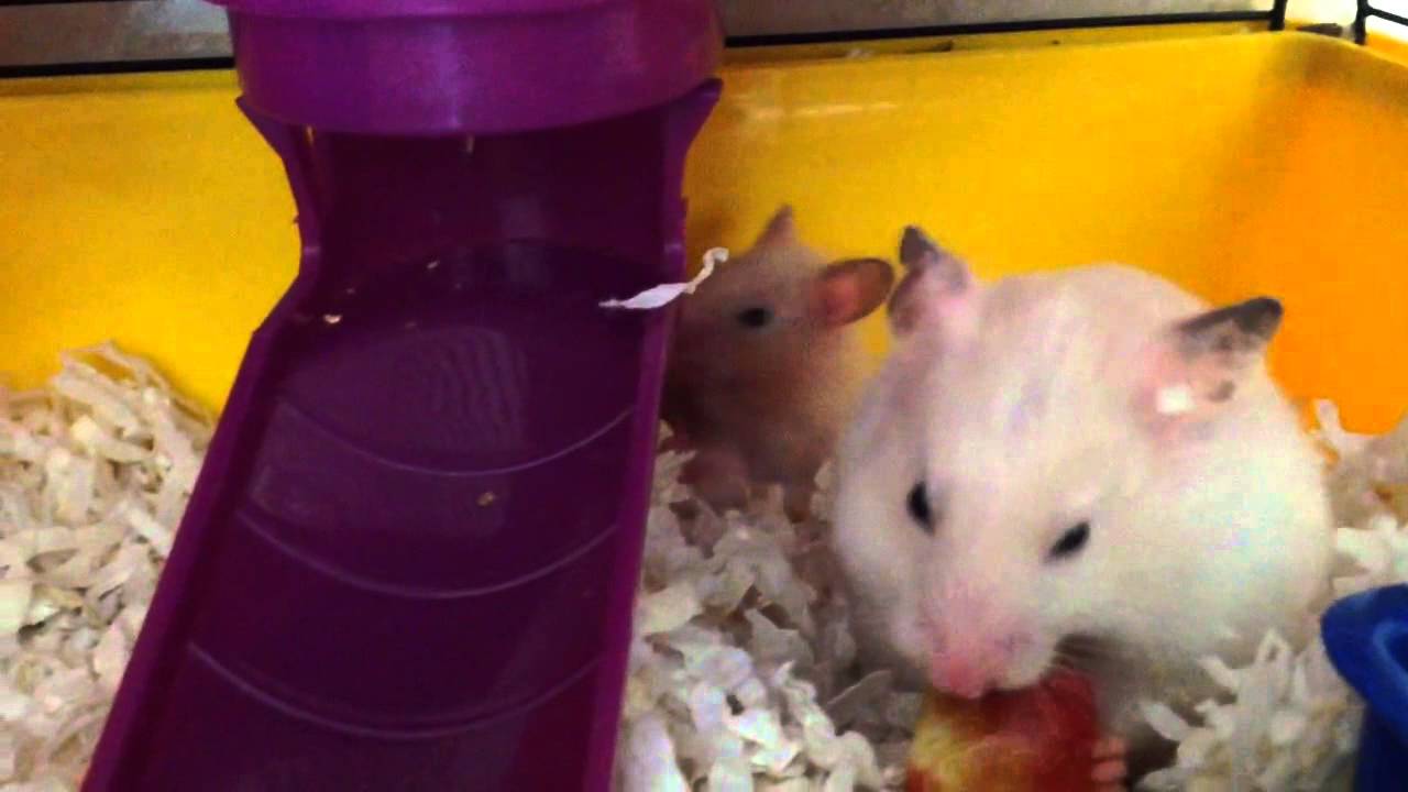bad hamster mom - YouTube
