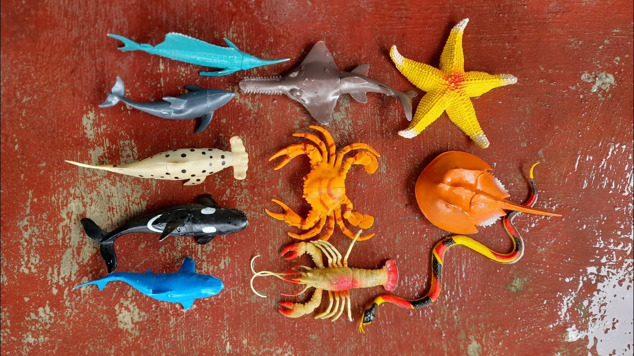 Mengenal hewan laut, ikan hiu, paus, hiu tanduk, lumba lumba, ikan ...