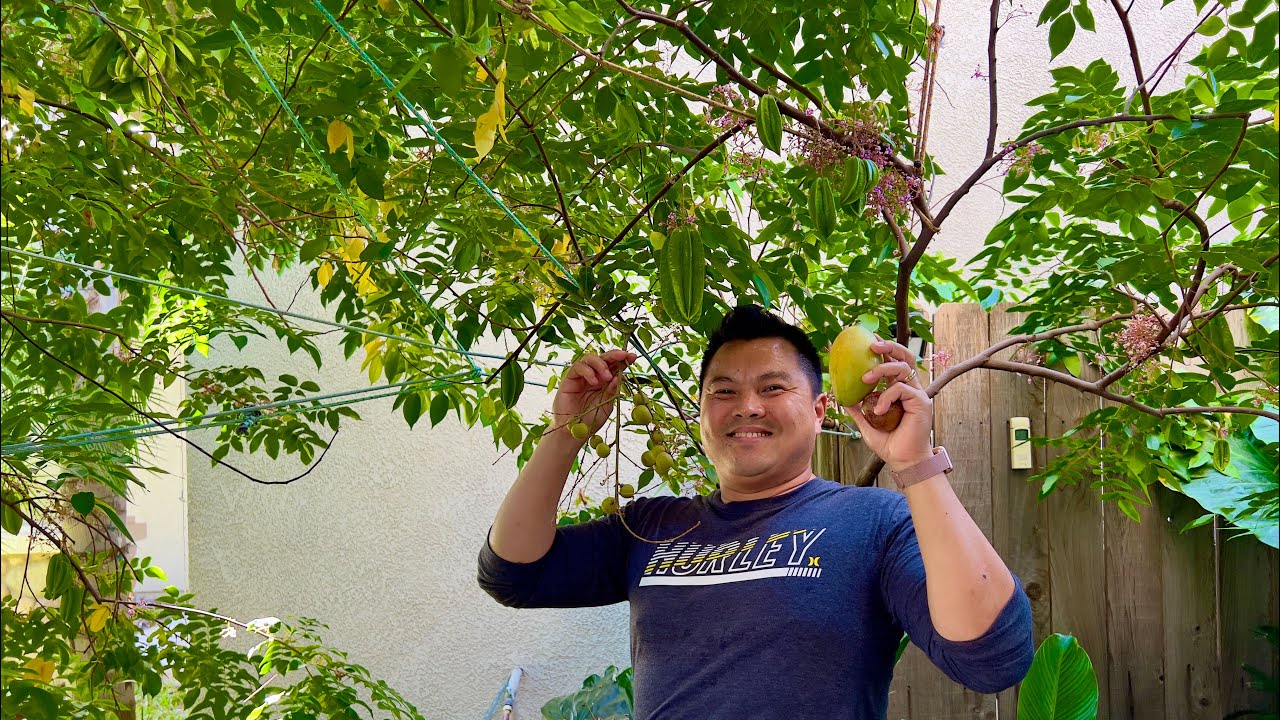 Iu Mien - Tropical Fruit Trees in Visalia, CA, USA - YouTube