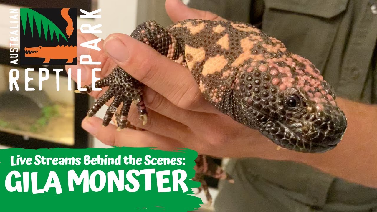 LIVE WITH A GILA MONSTER | AUSTRALIAN REPTILE PARK - YouTube
