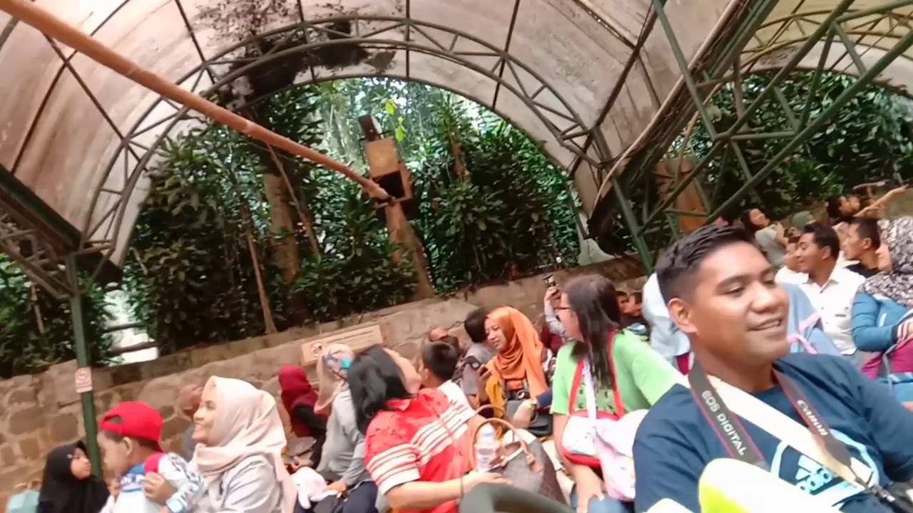 Safari Carnaval Indonesia - YouTube