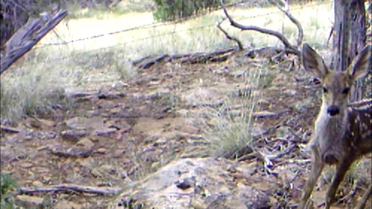 Predator vs. Prey: Mountain Lion Walks By with Fawn Taken from Mother ...