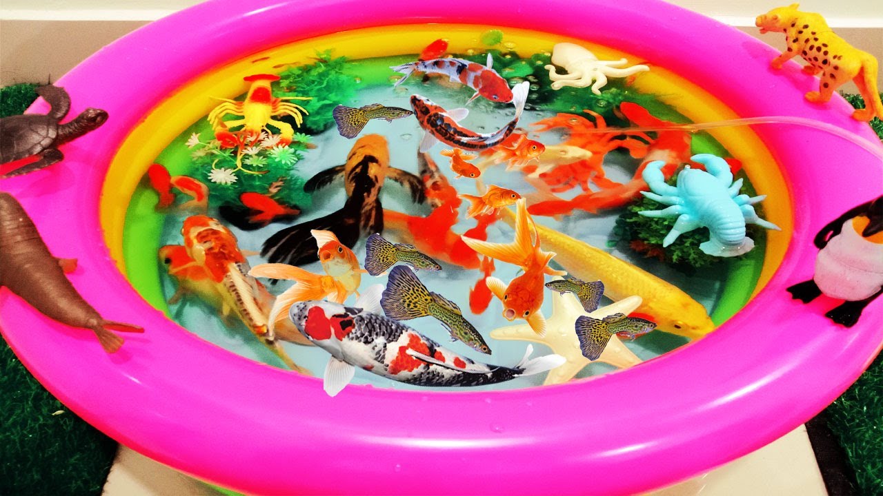 Super collection of cute gold fish, koi fishes aquarium and baby ...