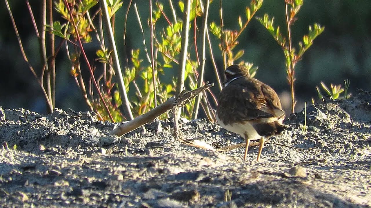 Killdeer Calling (Charadrius vociferus) ~ Killdeer Trill Call - YouTube