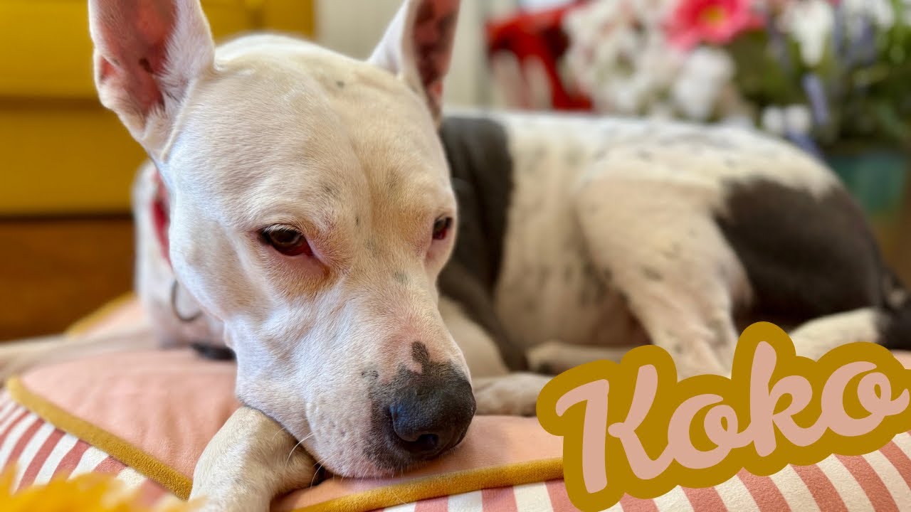 Sweet rescue dog Koko loves kids - YouTube