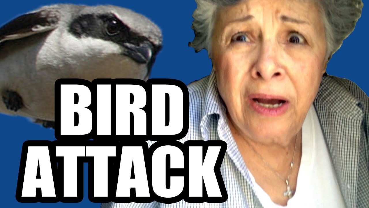 Bird Attacks!!! (Grandma Rose #11) - YouTube
