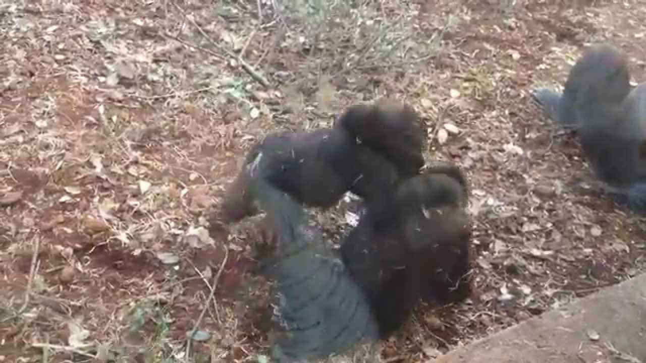 N´guvu y su familia - YouTube