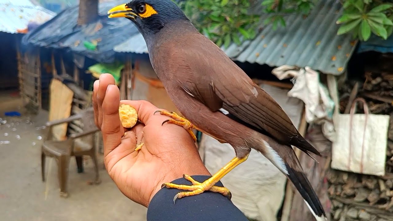 Flying cute salik bird come to me for eating food / বন্ধু eating rice ...