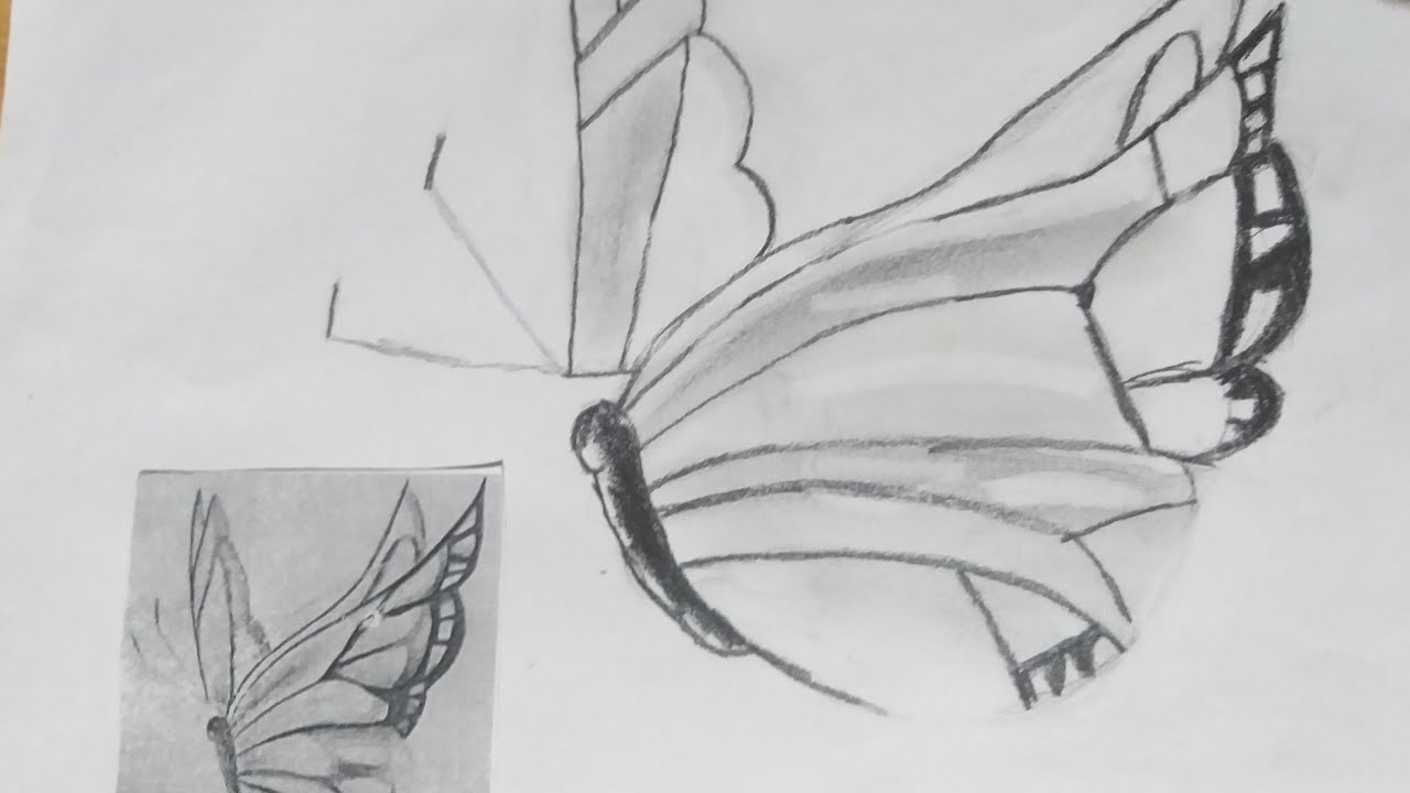 butterfly drawing not humble soil put at this - YouTube