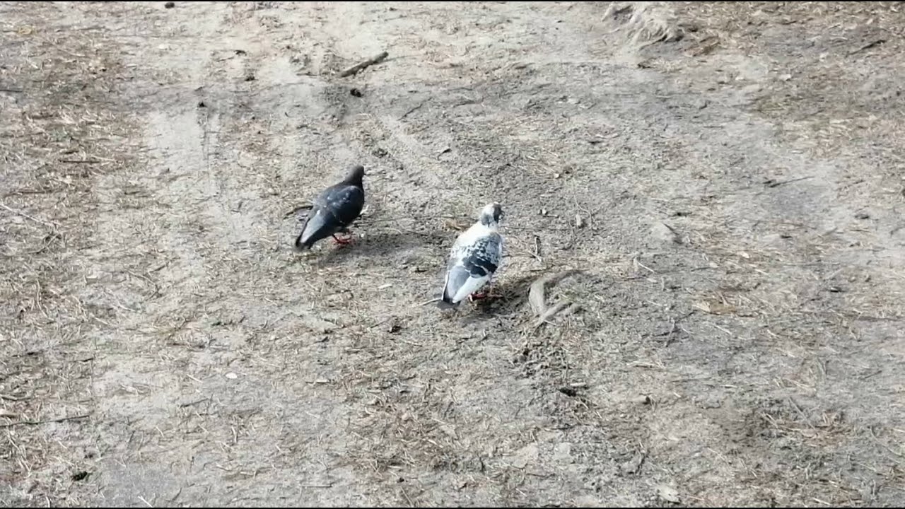 Chasing pigeons - YouTube