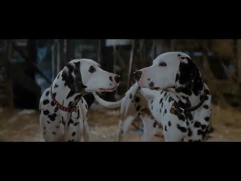 101 Dalmatian: puppies reunited - YouTube