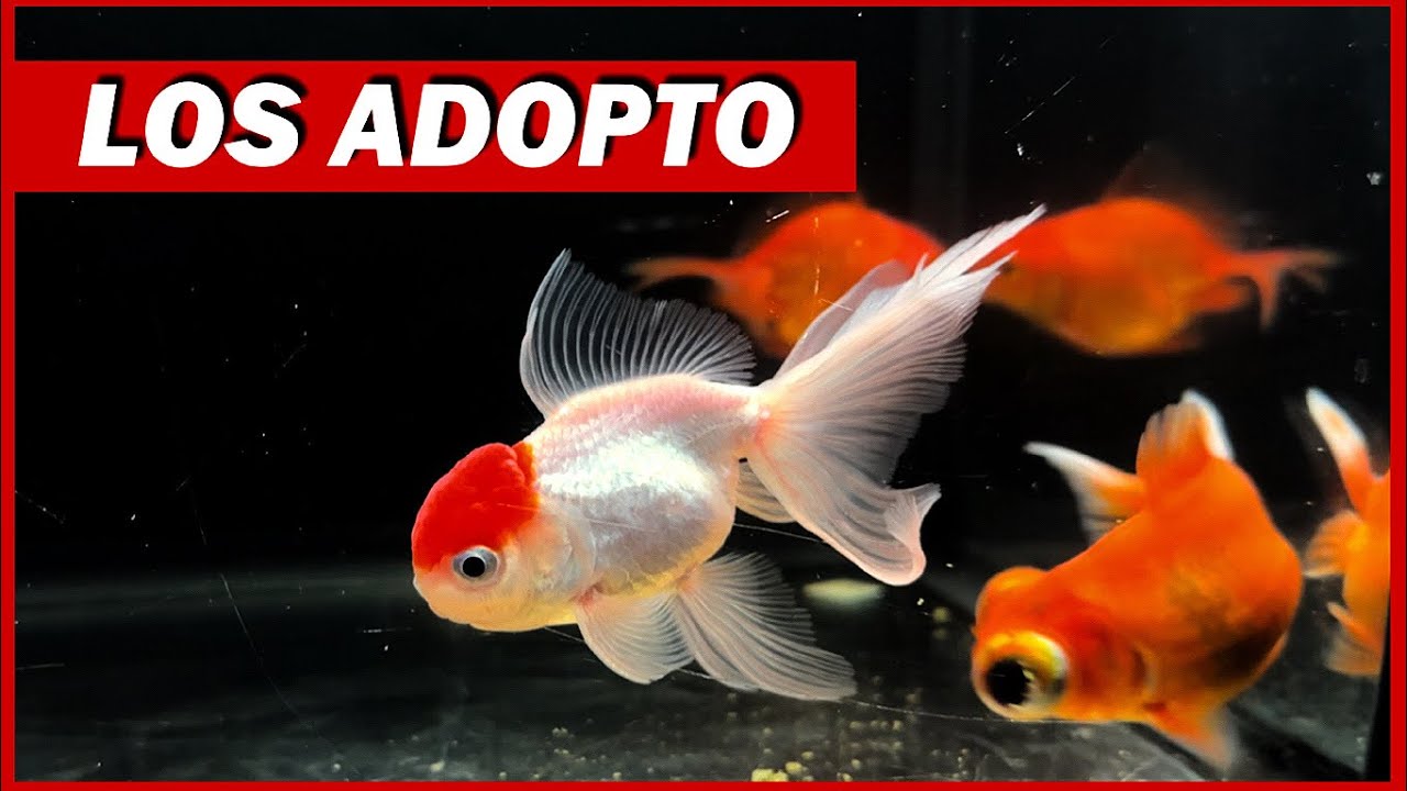 ADOPTO A ESTOS PECES POR CULPA DE LOS MALOS CONSEJOS, ¡AHORA NECESITO ...