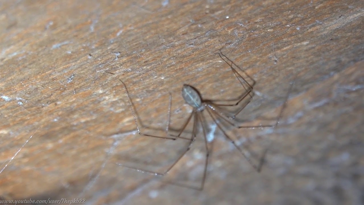 Long-bodied Cellar Spider (Pholcus phalangioides) - Brighton, December ...