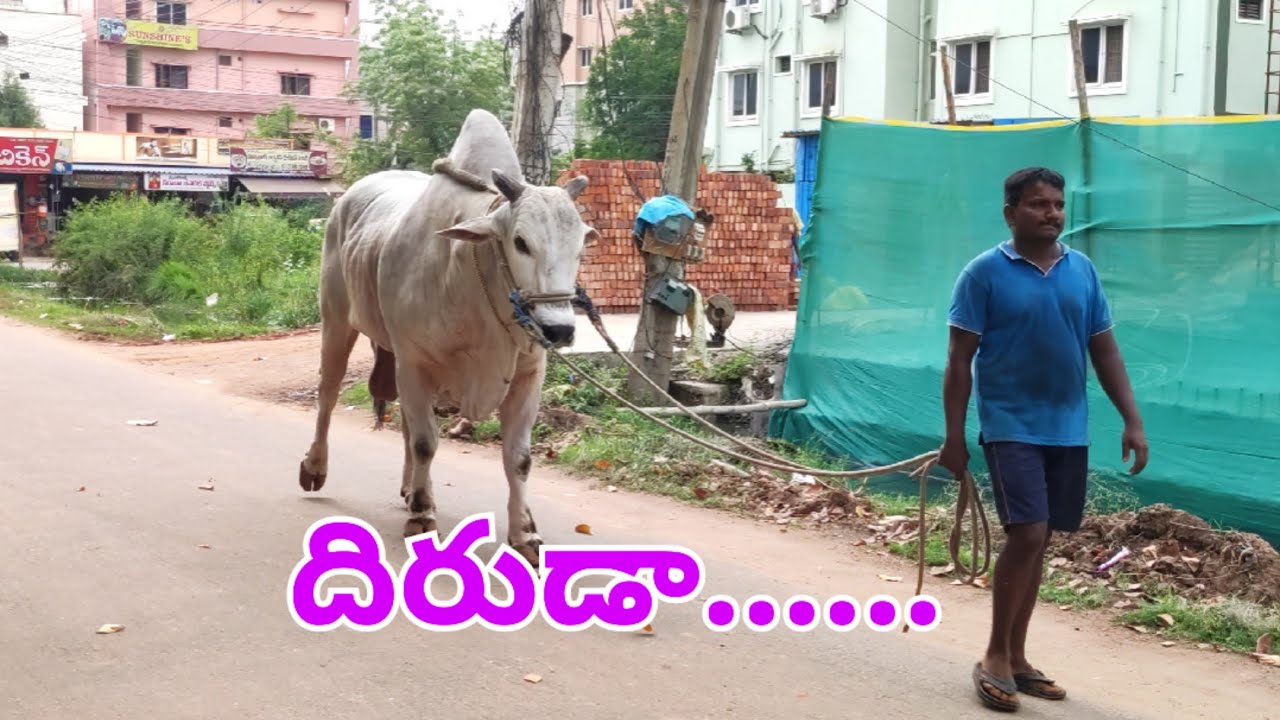 Dheera DVR Memorial Bull Kanuru penamaluru mandalam Vijayawada ...