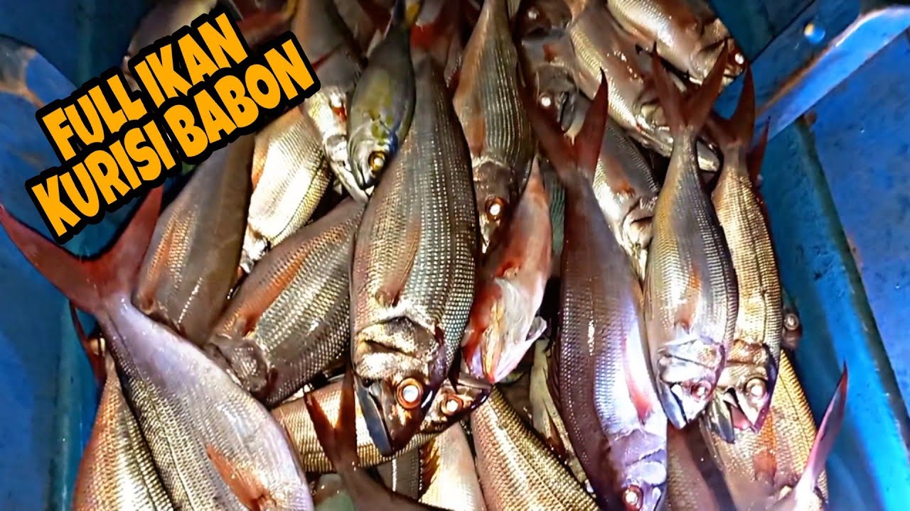 HASIL MANCING KELUARGA NELAYAN 3 - YouTube