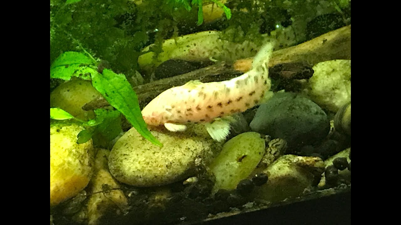 Albino Hoplo Thoracatum Cat Fish - YouTube