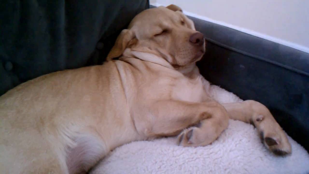 My Spoiled Yellow Lab, Bear - YouTube