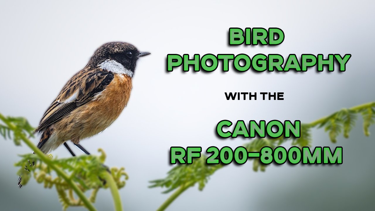 UK Bird Photography Using The Canon RF 200-800mm Lens | UK Bird ...